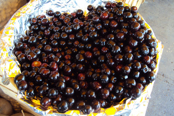 **Why You Should Grow a Capulin Cherry Tree in Your Garden**