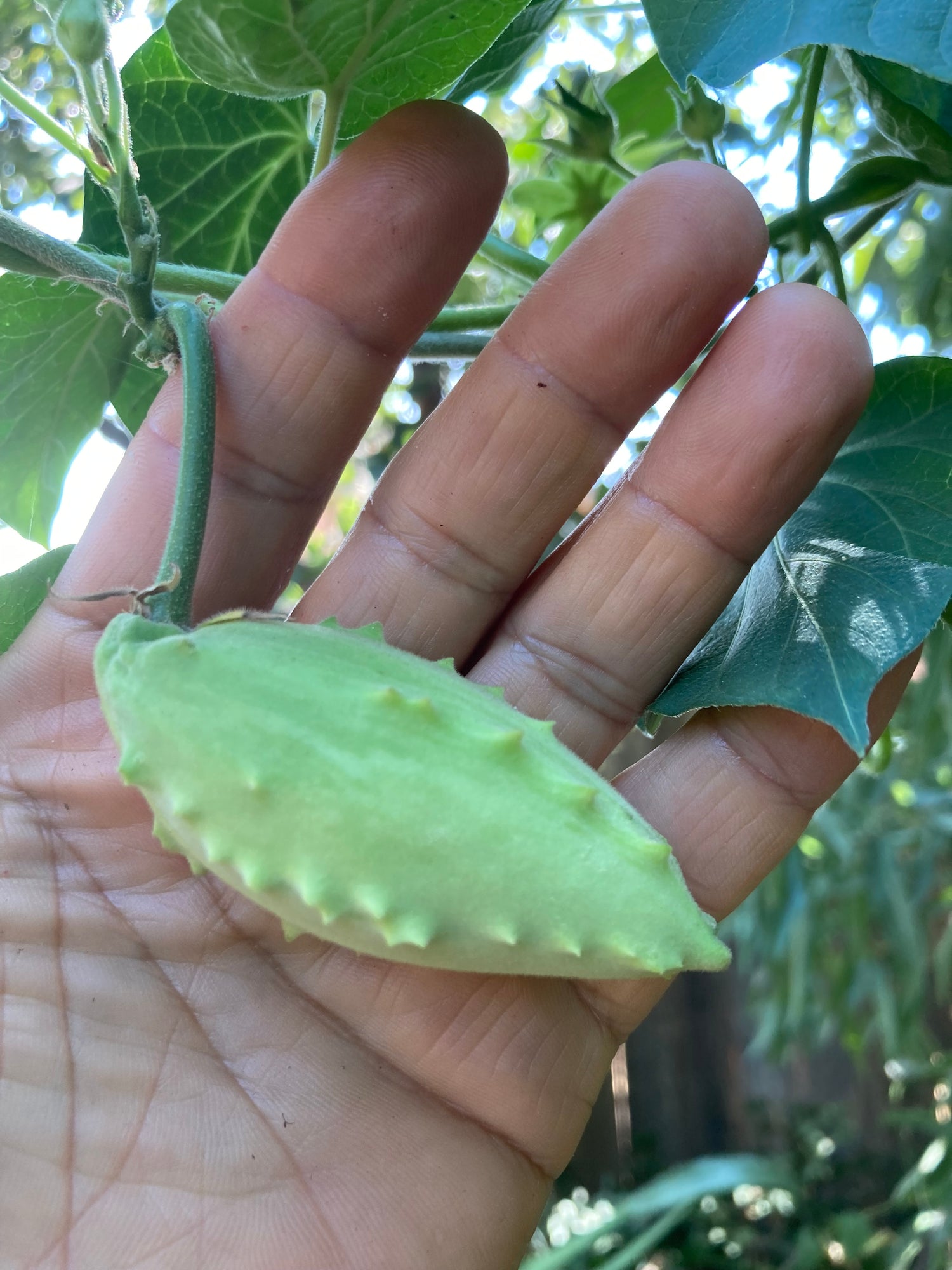 Exploring the Delightful Talayote Squash: A Rare Edible Gem
