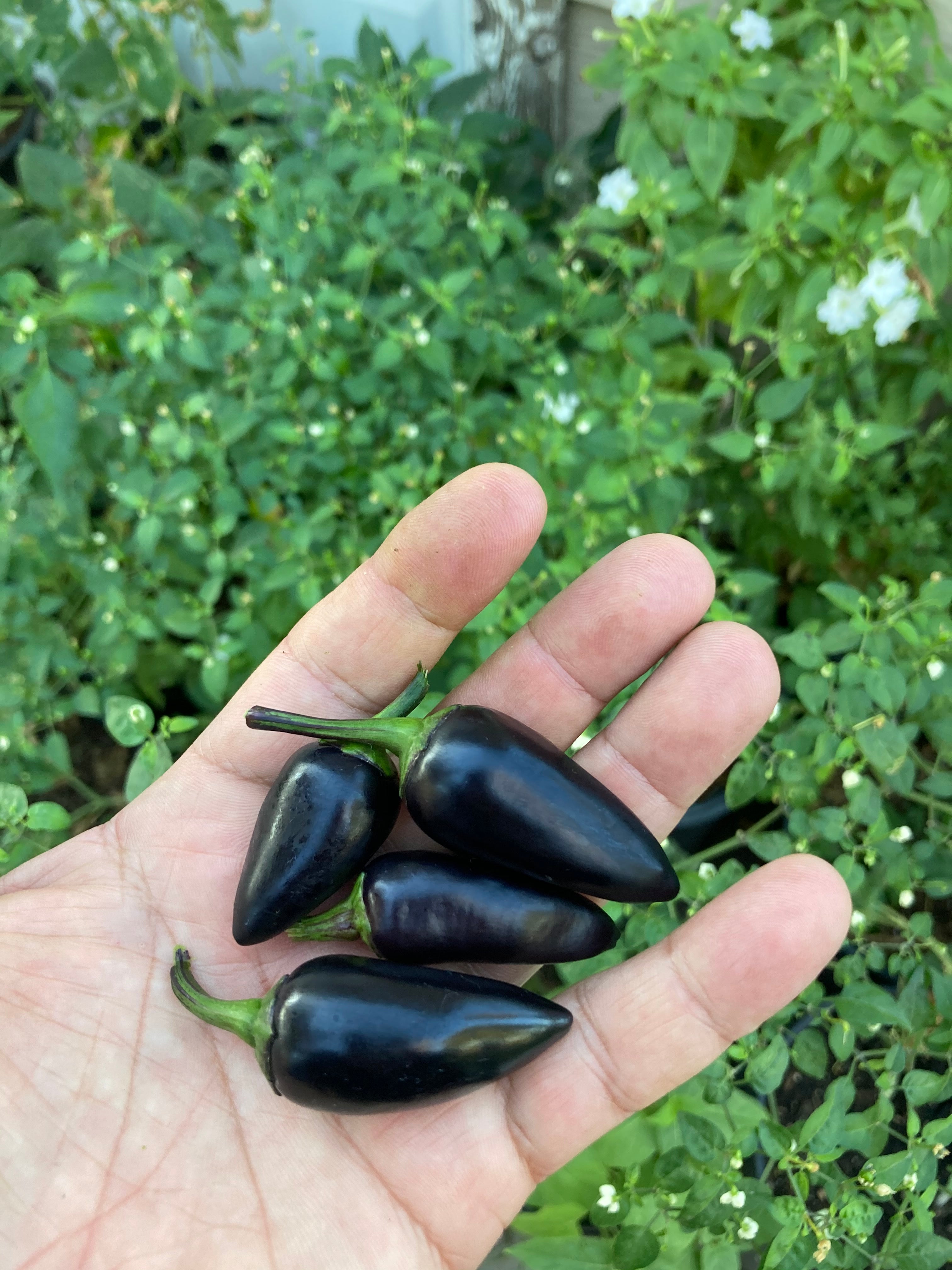 Peppers