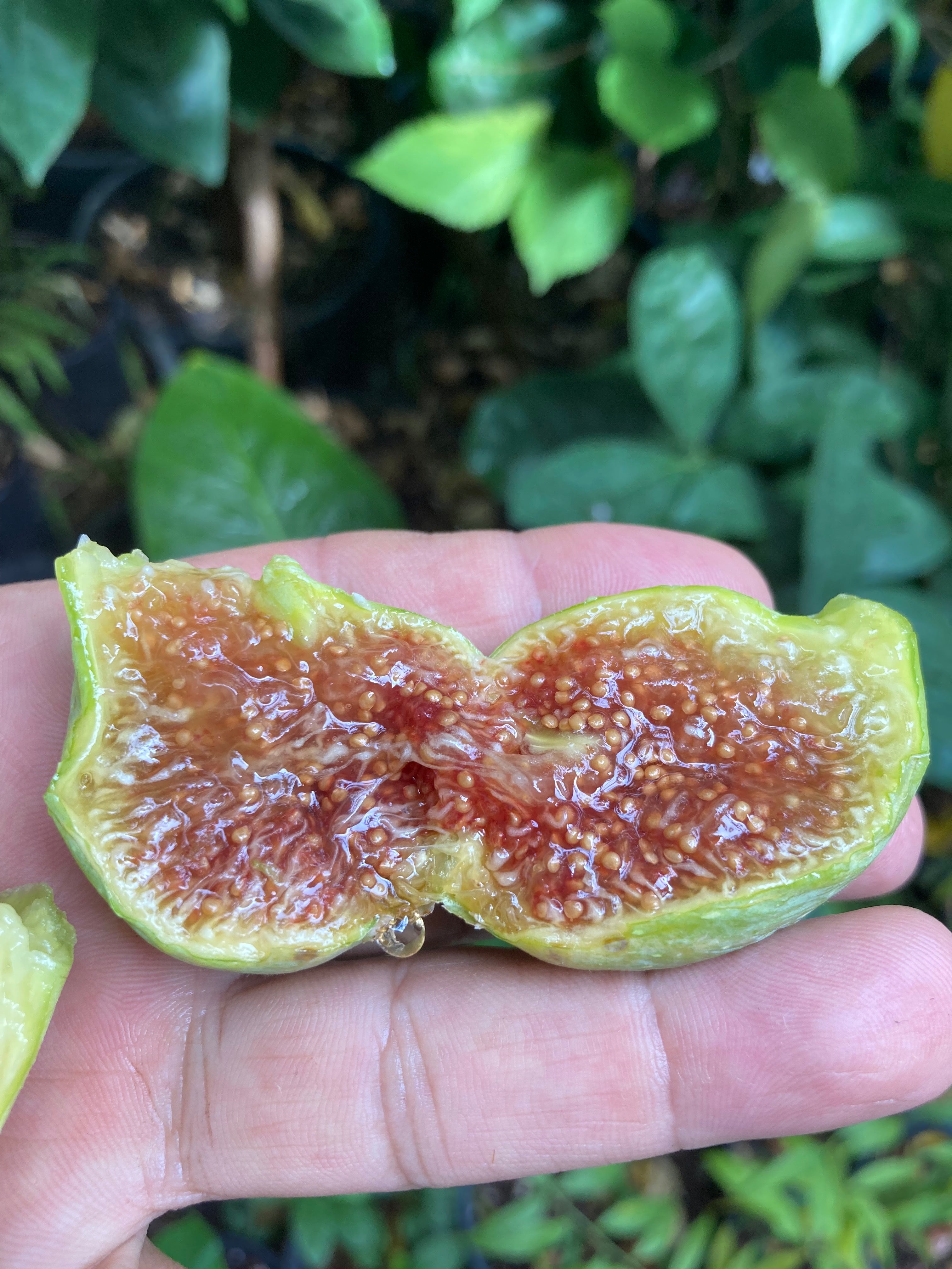 Our Exclusive Varieties