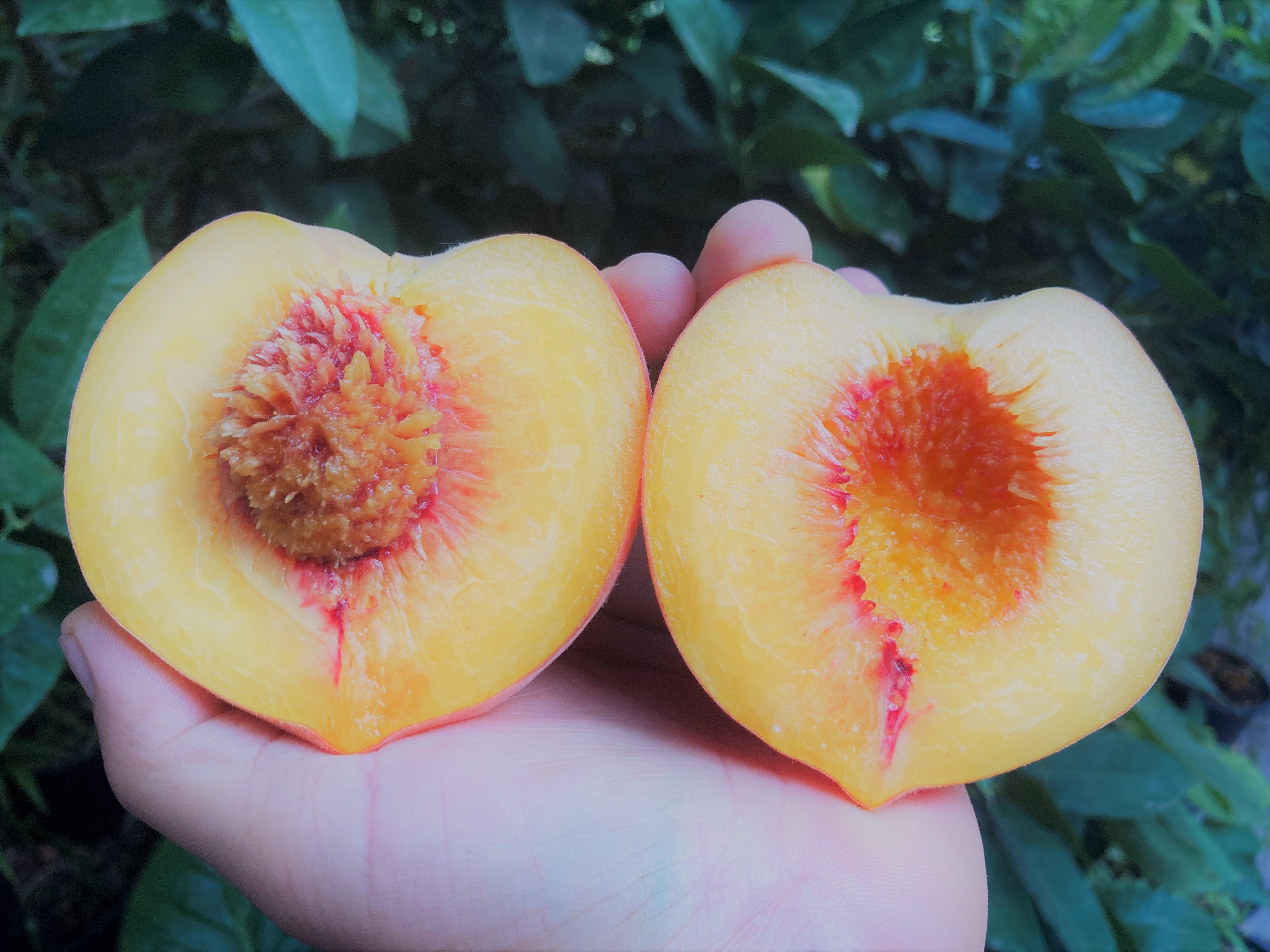 Clingstone Peaches