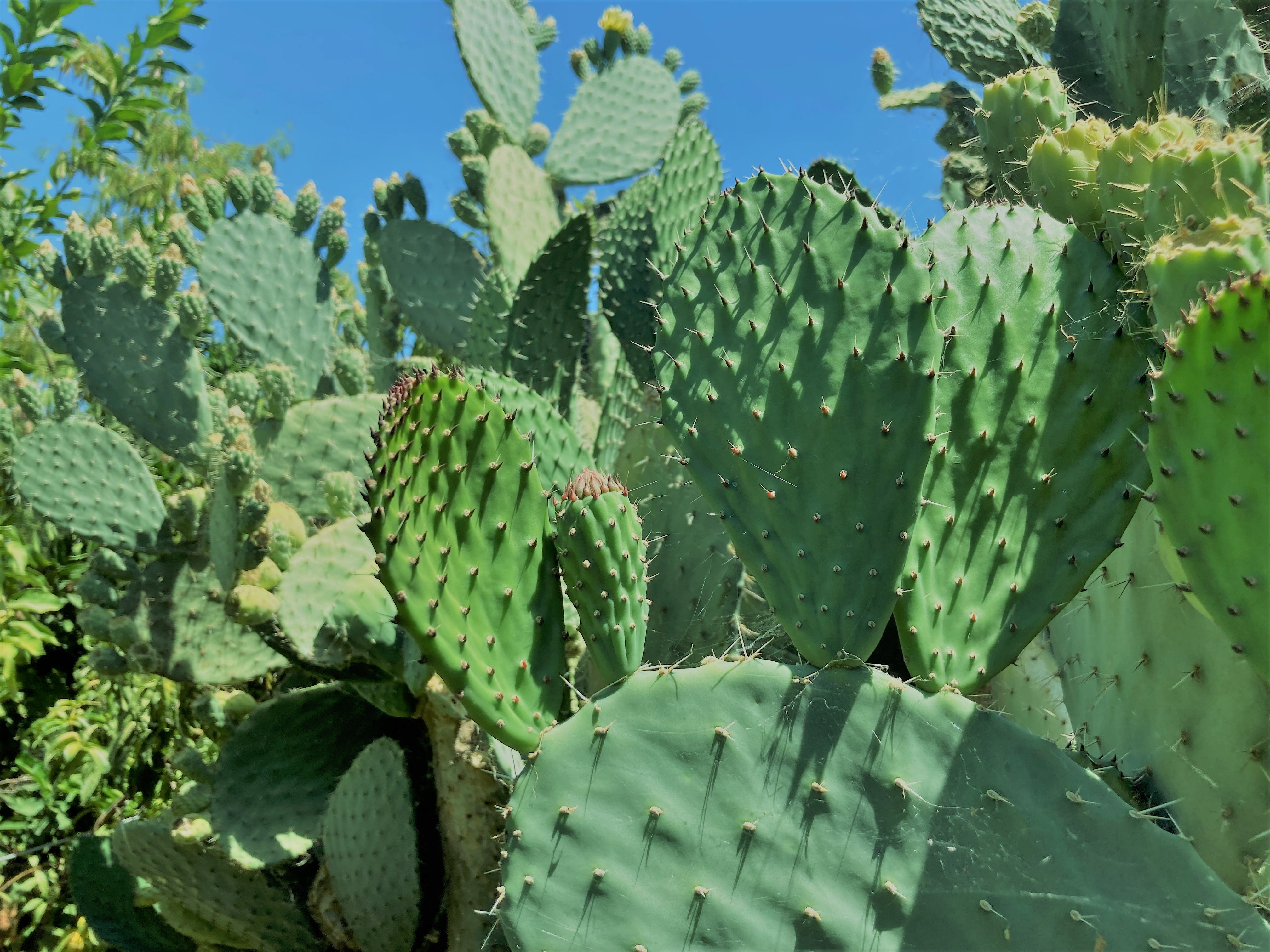 Opuntia Cacti