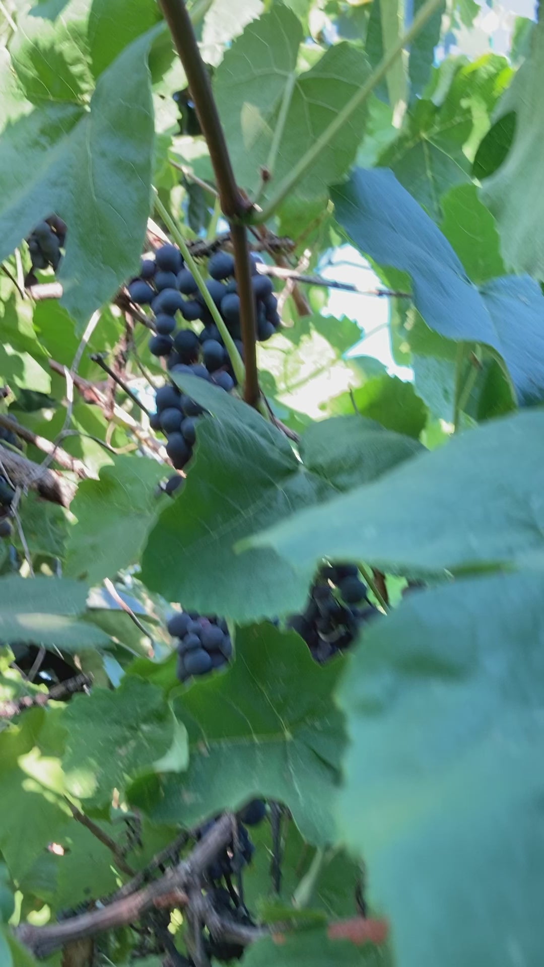 Blueberry Grape Live Starter Plant 1-2 Feet Tall